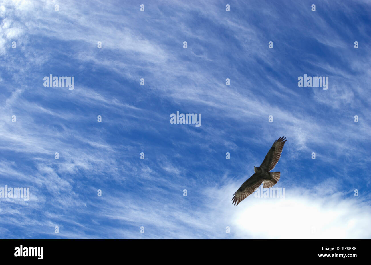 Buzzard flying over Exmoor Stock Photo - Alamy