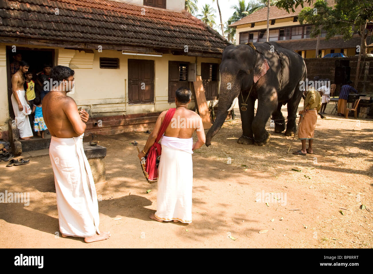 Indian musicians play percussion instruments by an elephant ahead of a ...