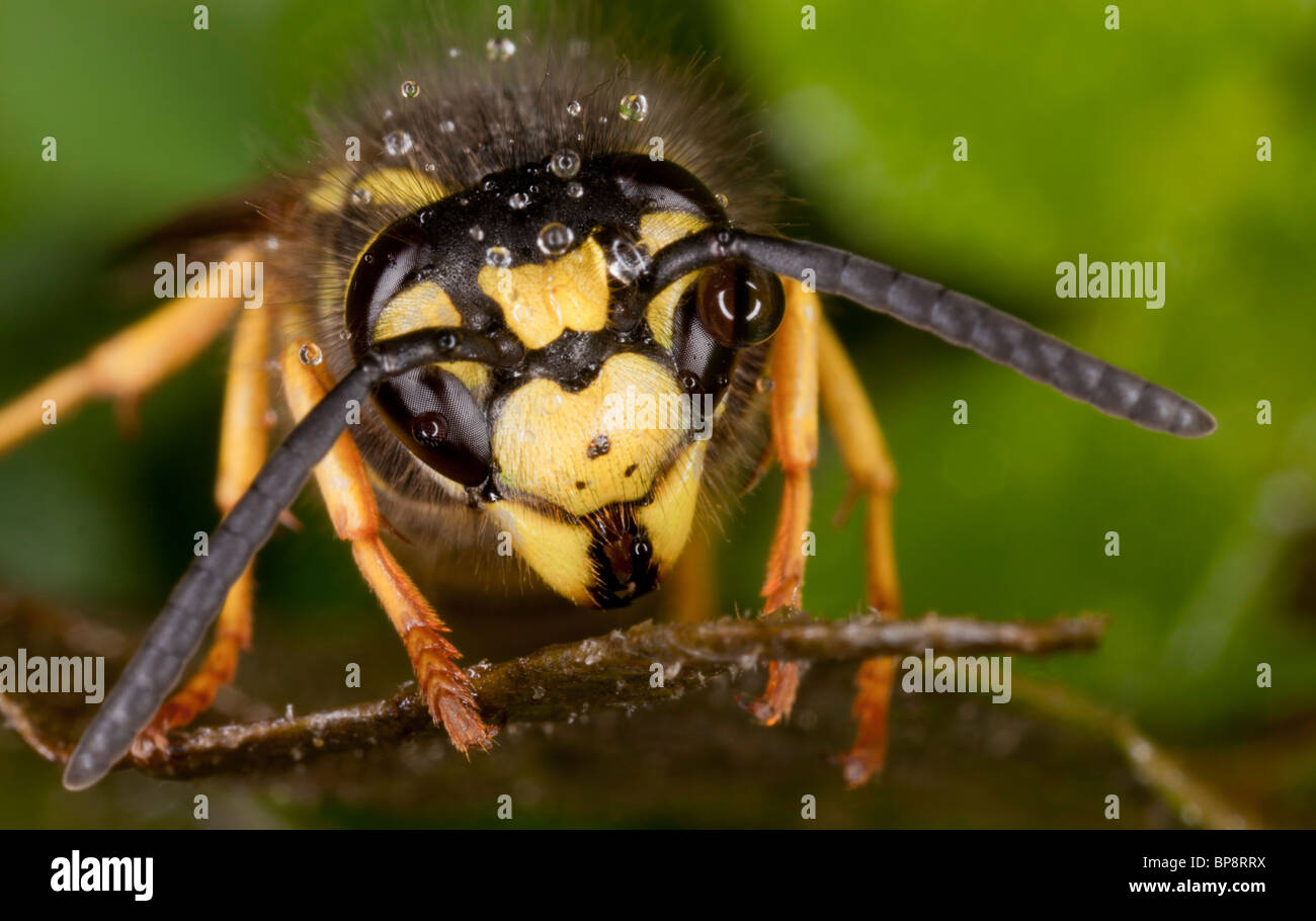 German Wasp, Vespula germanica; one of the common garden wasps. Close ...