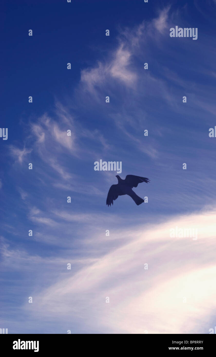 Free flying pigeon hi-res stock photography and images - Alamy