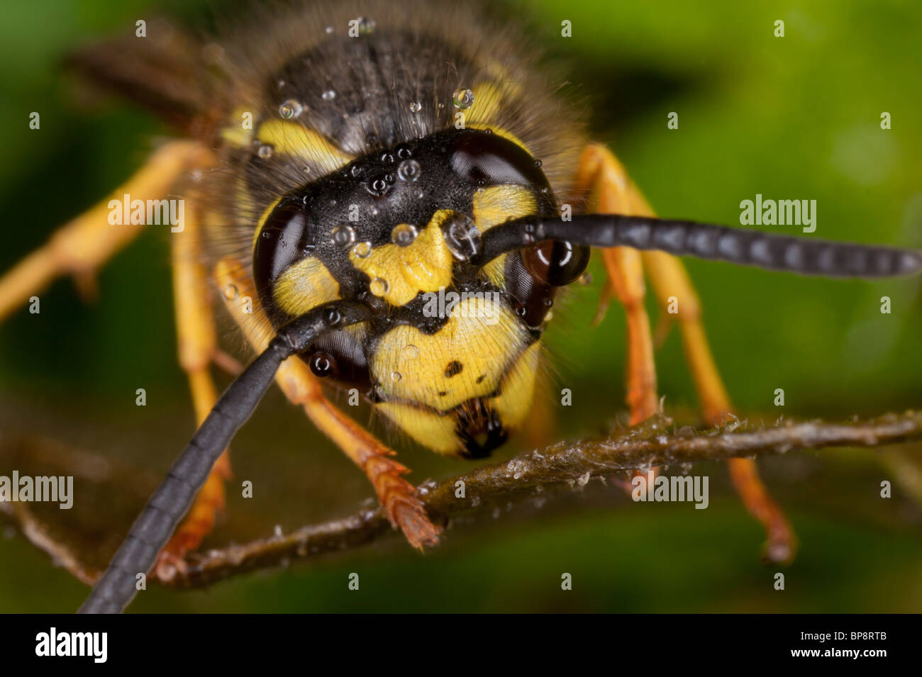 German Wasp, Vespula germanica; one of the common garden wasps. Close ...