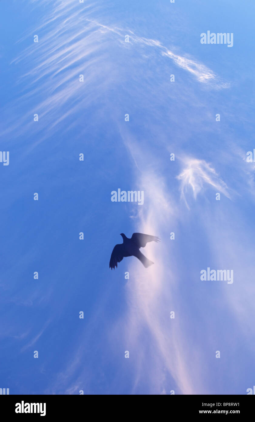 Flying pigeon bird hi-res stock photography and images - Alamy