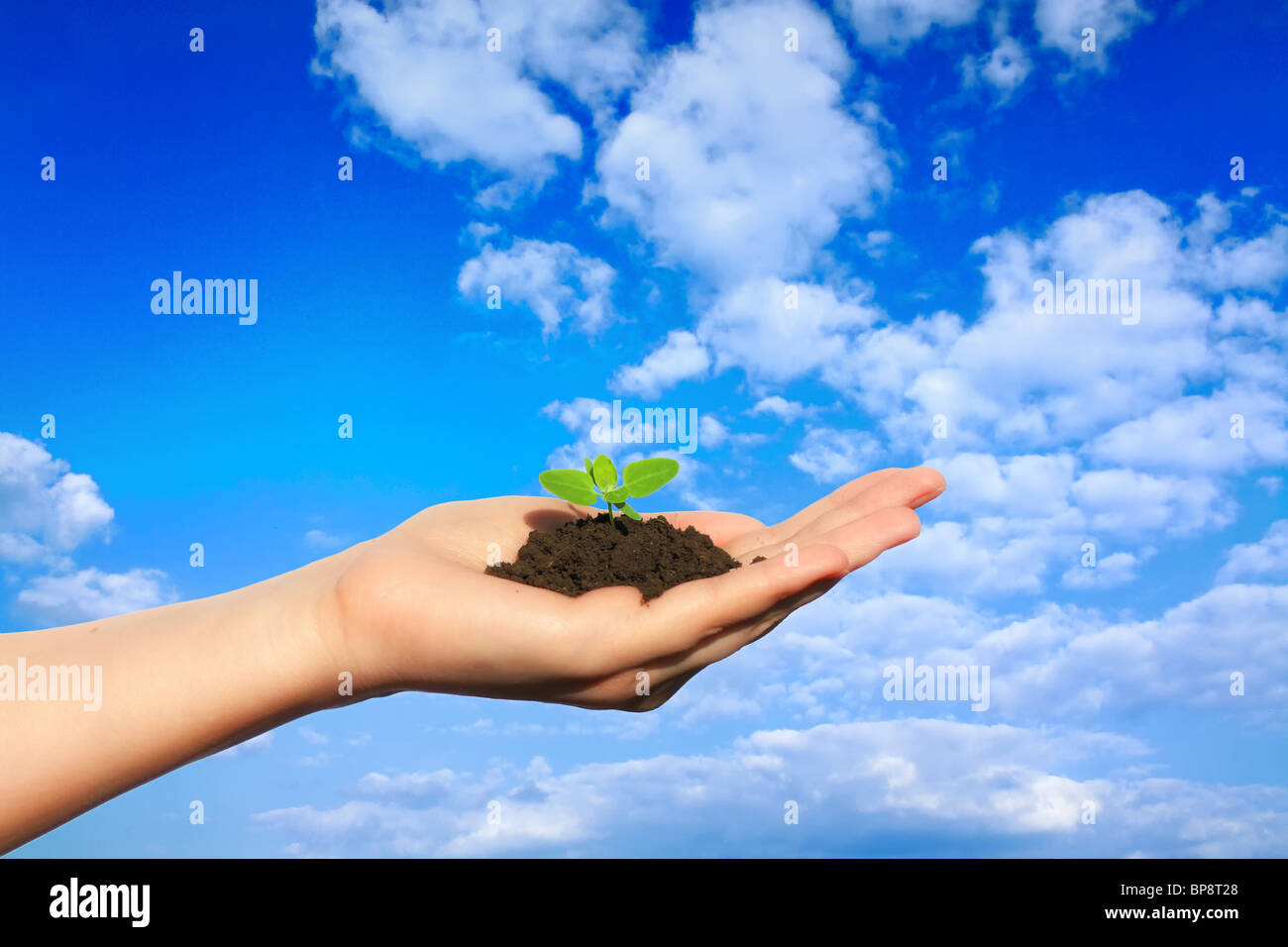 Hand pointing to the sky holding a fragile plant Stock Photo - Alamy