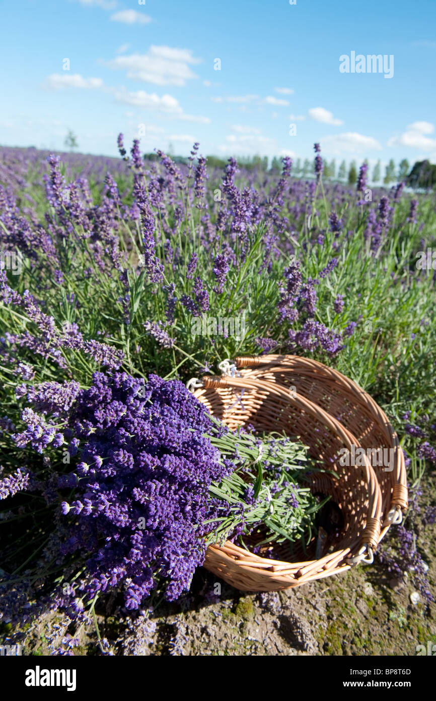 Picking Lavender in the fields and collect them in a cane basket Stock ...