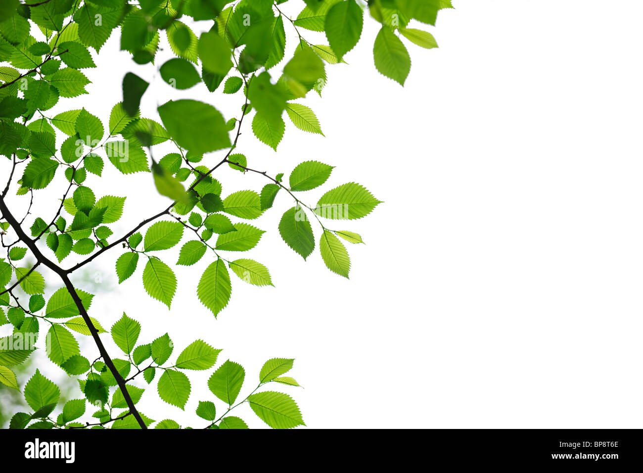 Green spring leaves isolated on white background Stock Photo - Alamy