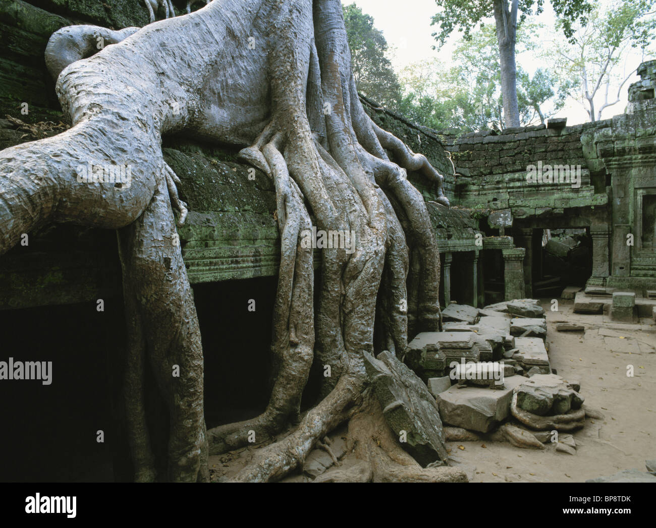 Roots of a Large Tree Growing Over the Stone Ruins of Ta Prohm. Angkor ...