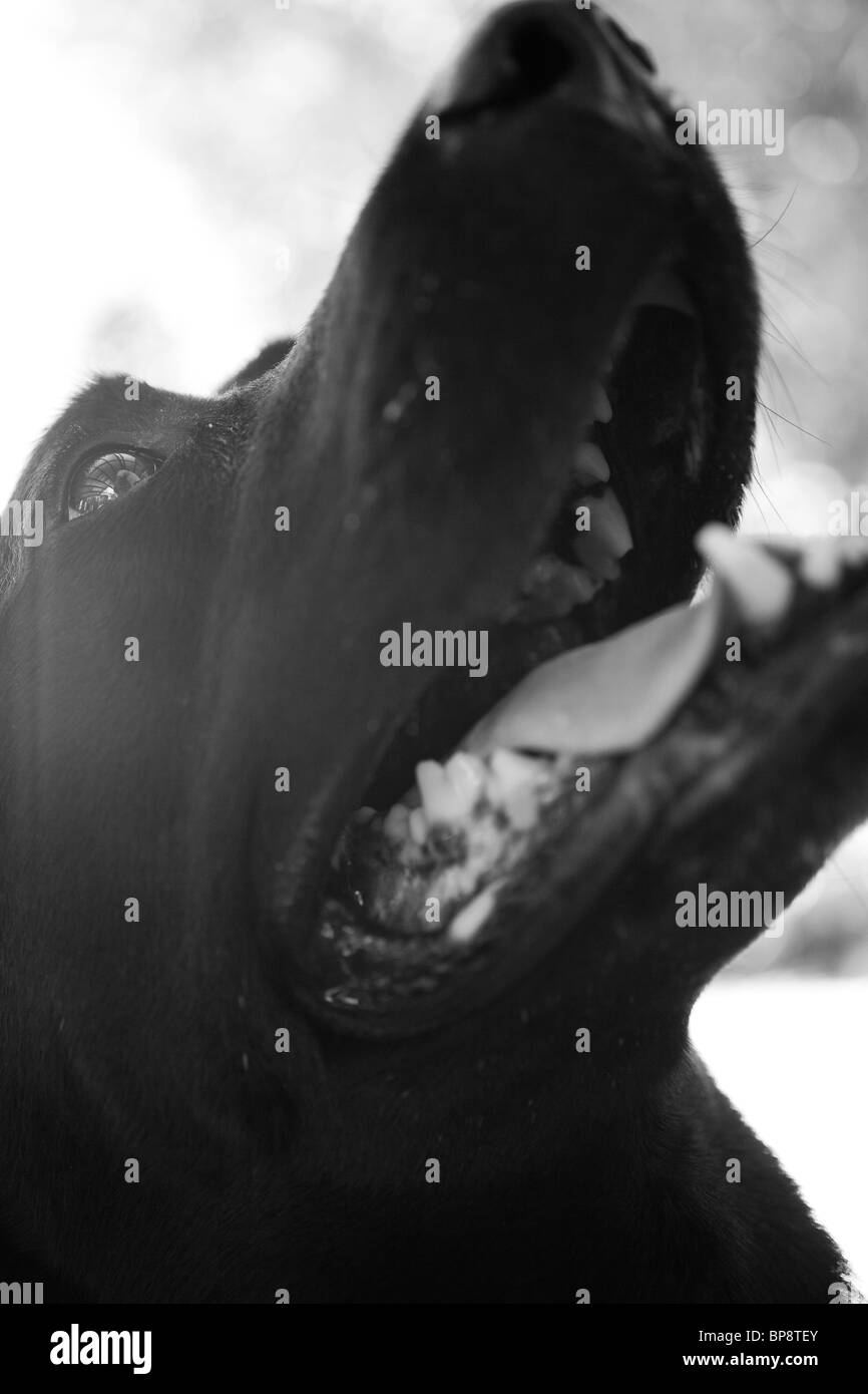 Labrador with mouth open Black and White Stock Photos & Images - Alamy