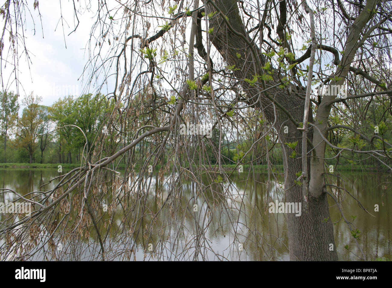 Ash and lake Stock Photo - Alamy