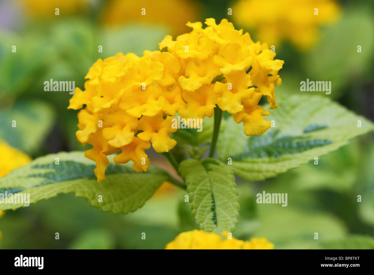 Lantana camara yellow flowers close up Stock Photo - Alamy