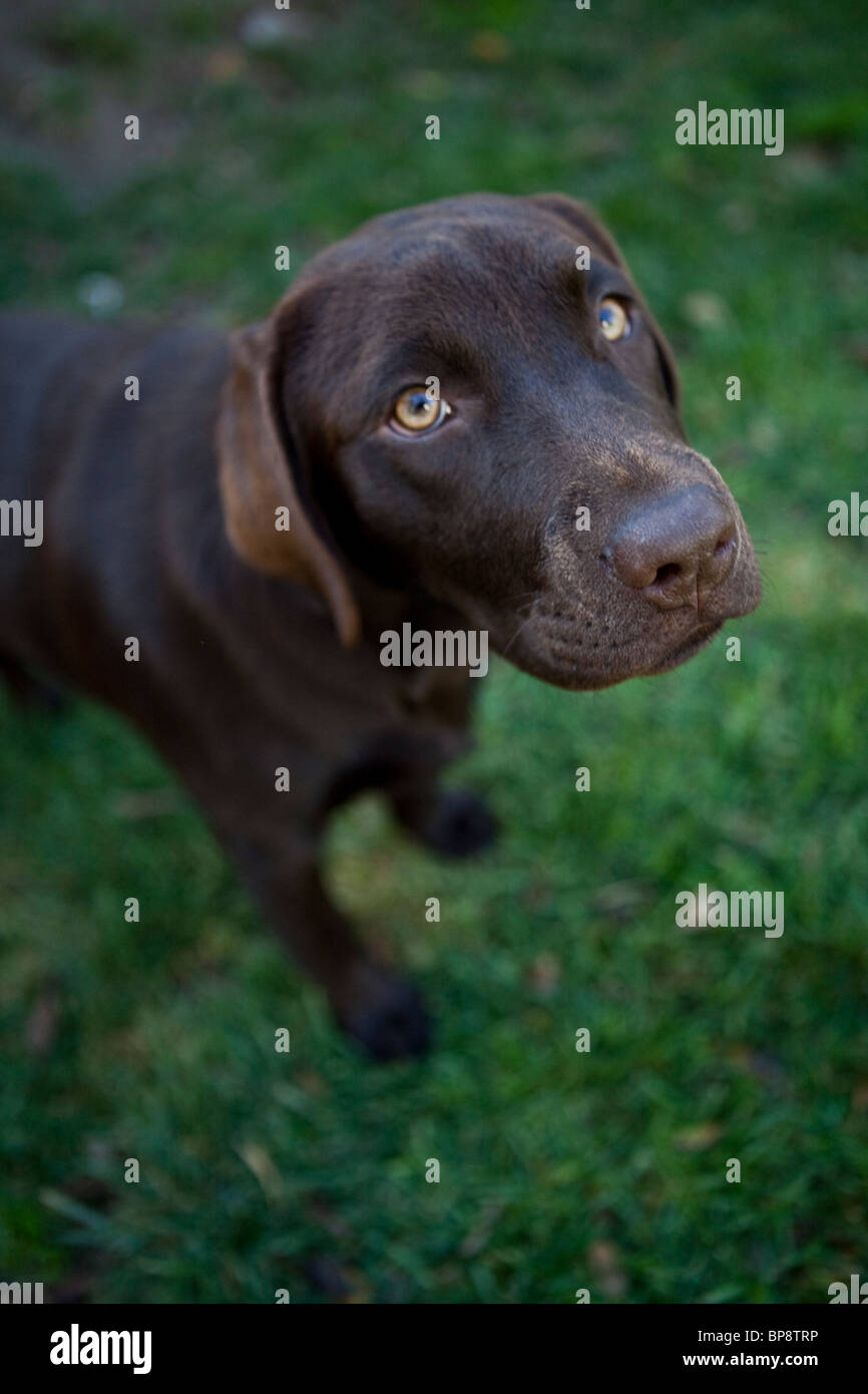 Chocolate brown Labrador puppy Stock Photo - Alamy