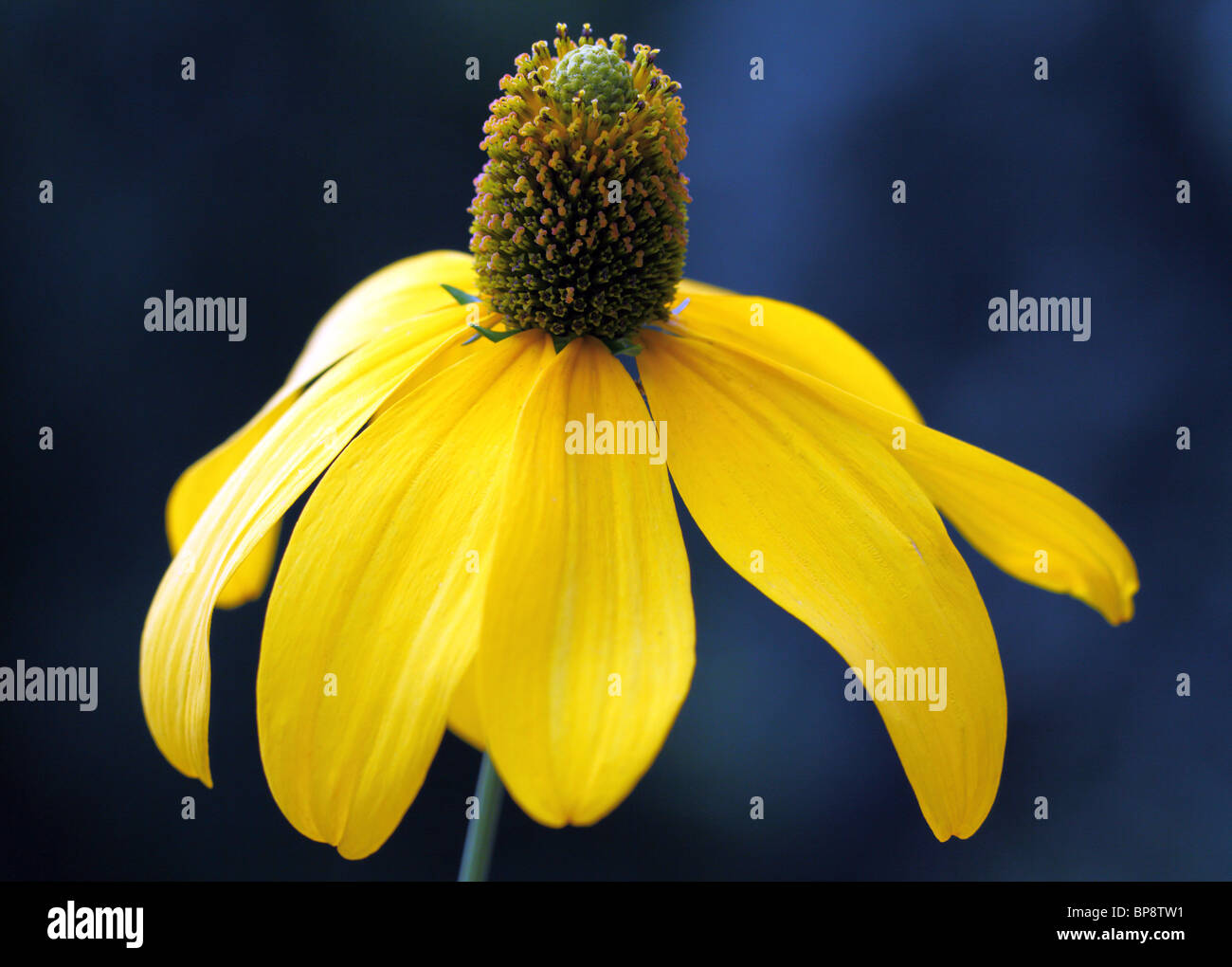 Rudbeckia triloba hi-res stock photography and images - Alamy