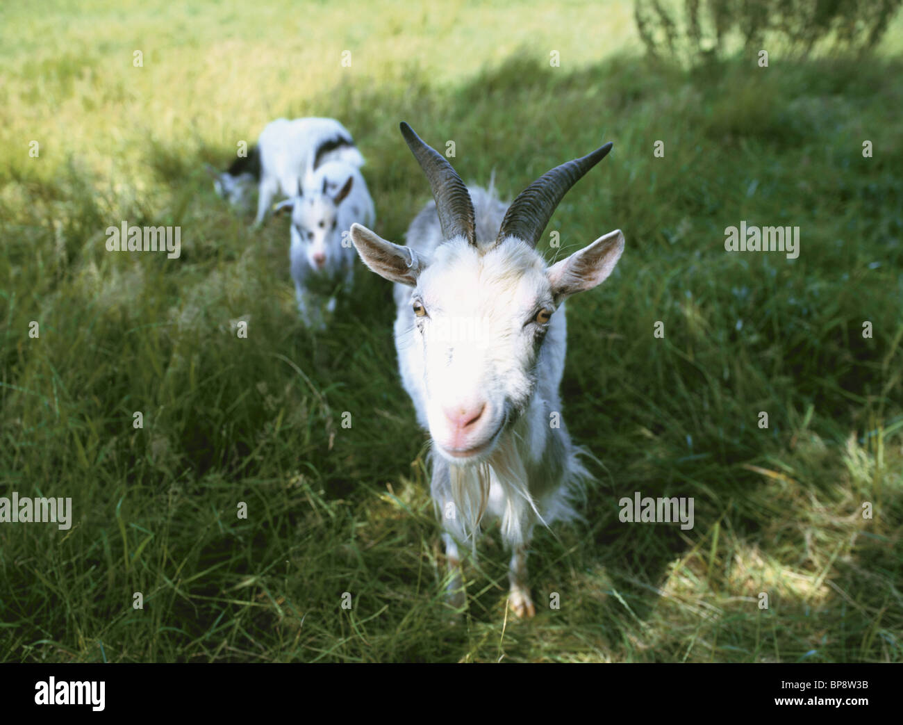 Three goats hi-res stock photography and images - Alamy