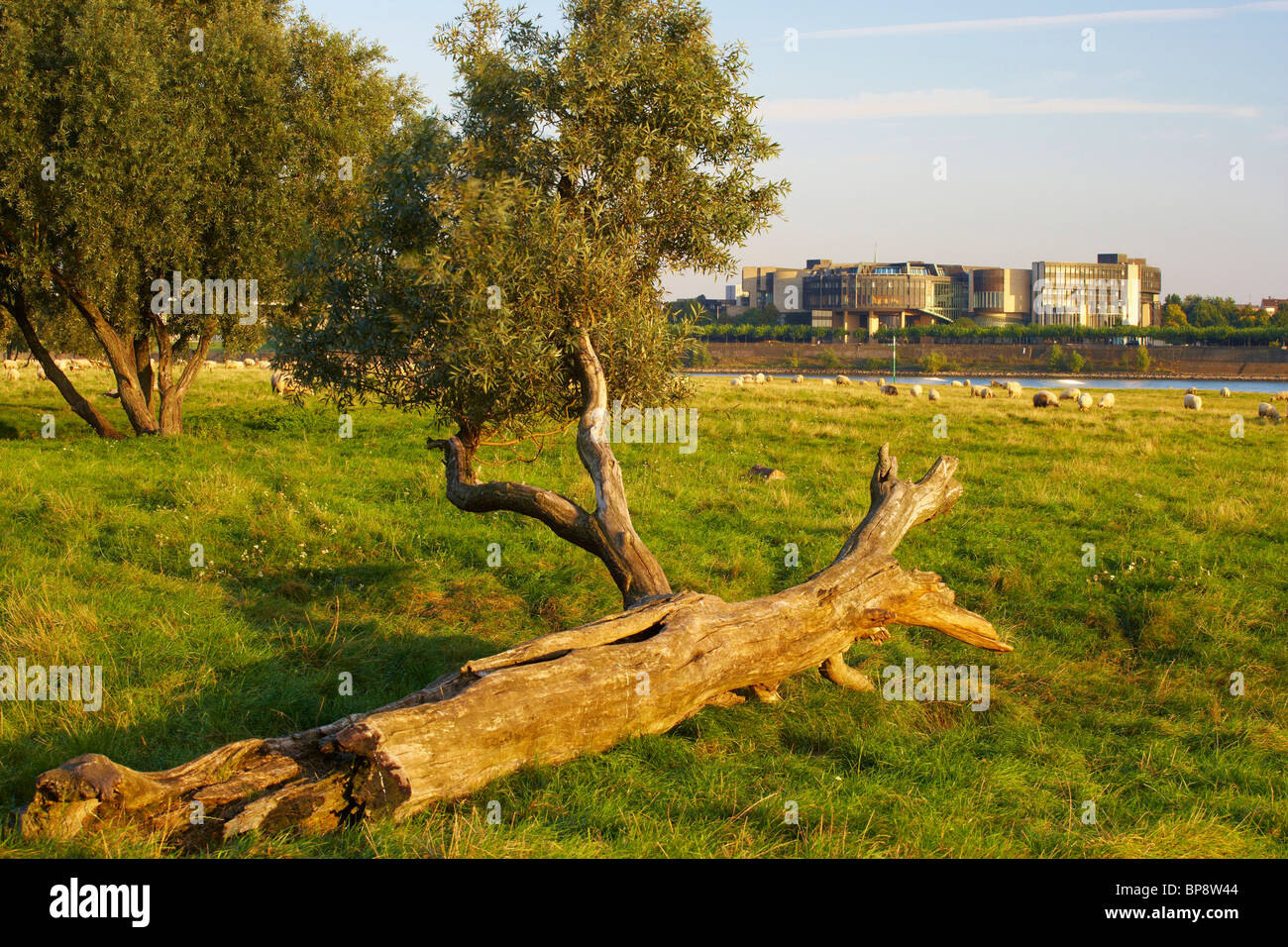 Late summer, View from Duesseldorf - Oberkassel at Duesseldorf with ...