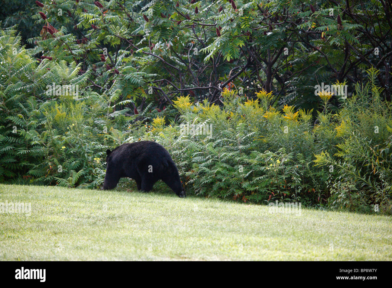 Black Bear -Ursus americanus- during the summer months in the White ...