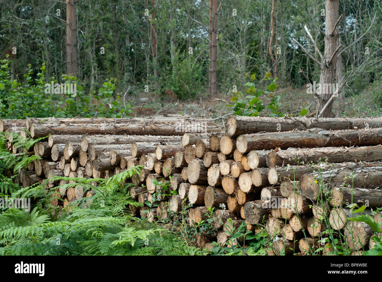 Logging in a Forest Stock Photo - Alamy