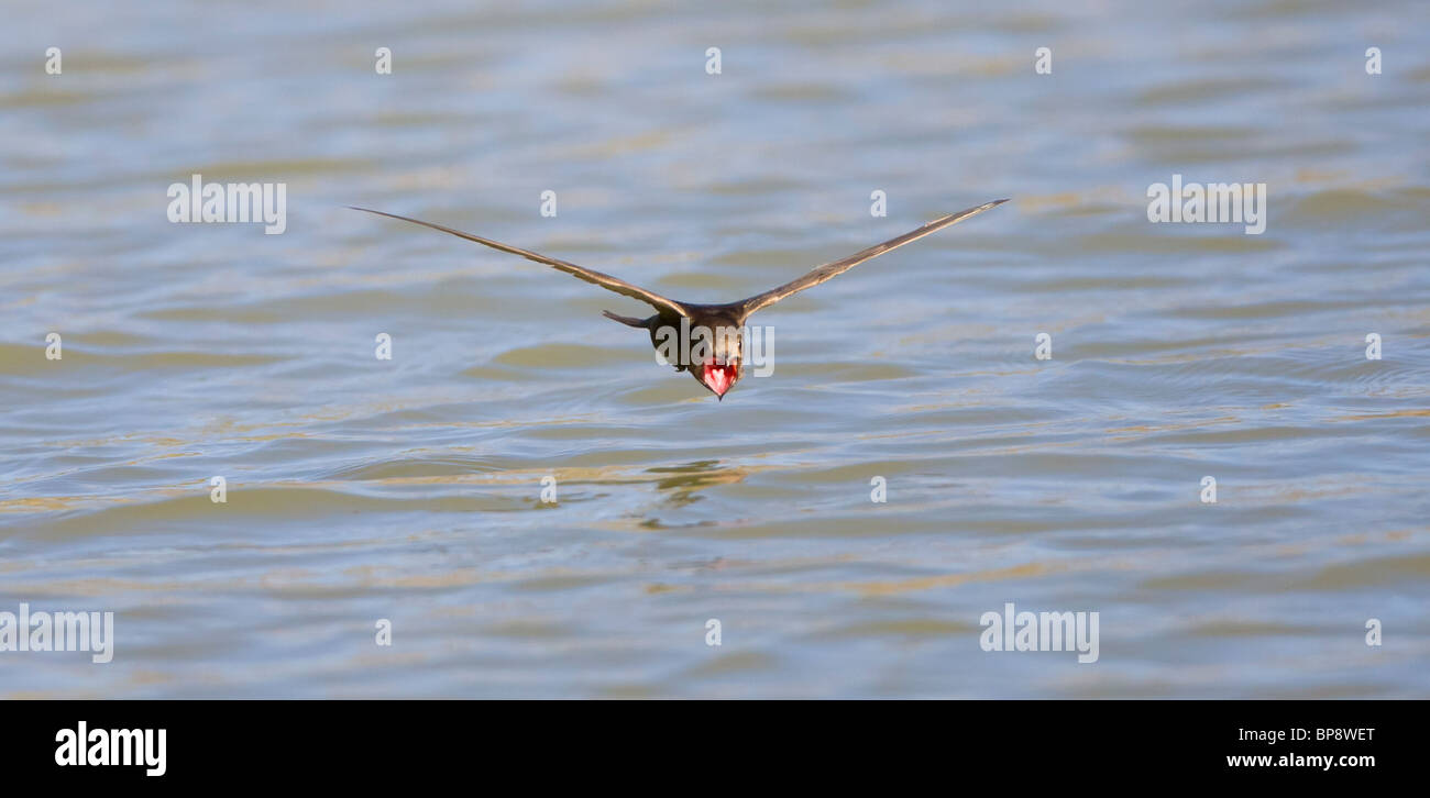Common swift drink hi-res stock photography and images - Alamy
