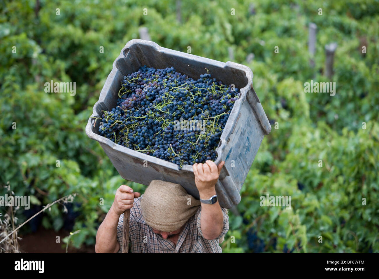 Man carrying a basket full of grapes, Grape harvest in the vineyard of ...