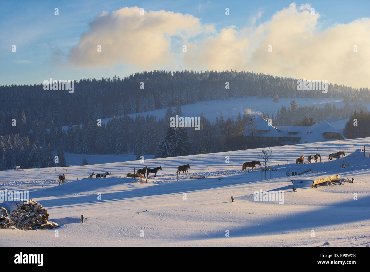 Winter's evening on the Schauinsland, Farmhouse, Horse, Halde, Black ...