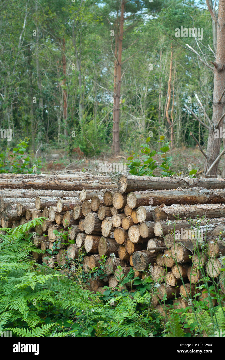 Logging in a Forest Stock Photo - Alamy