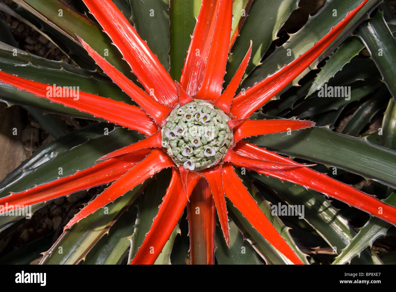 Bromelia hi-res stock photography and images - Alamy