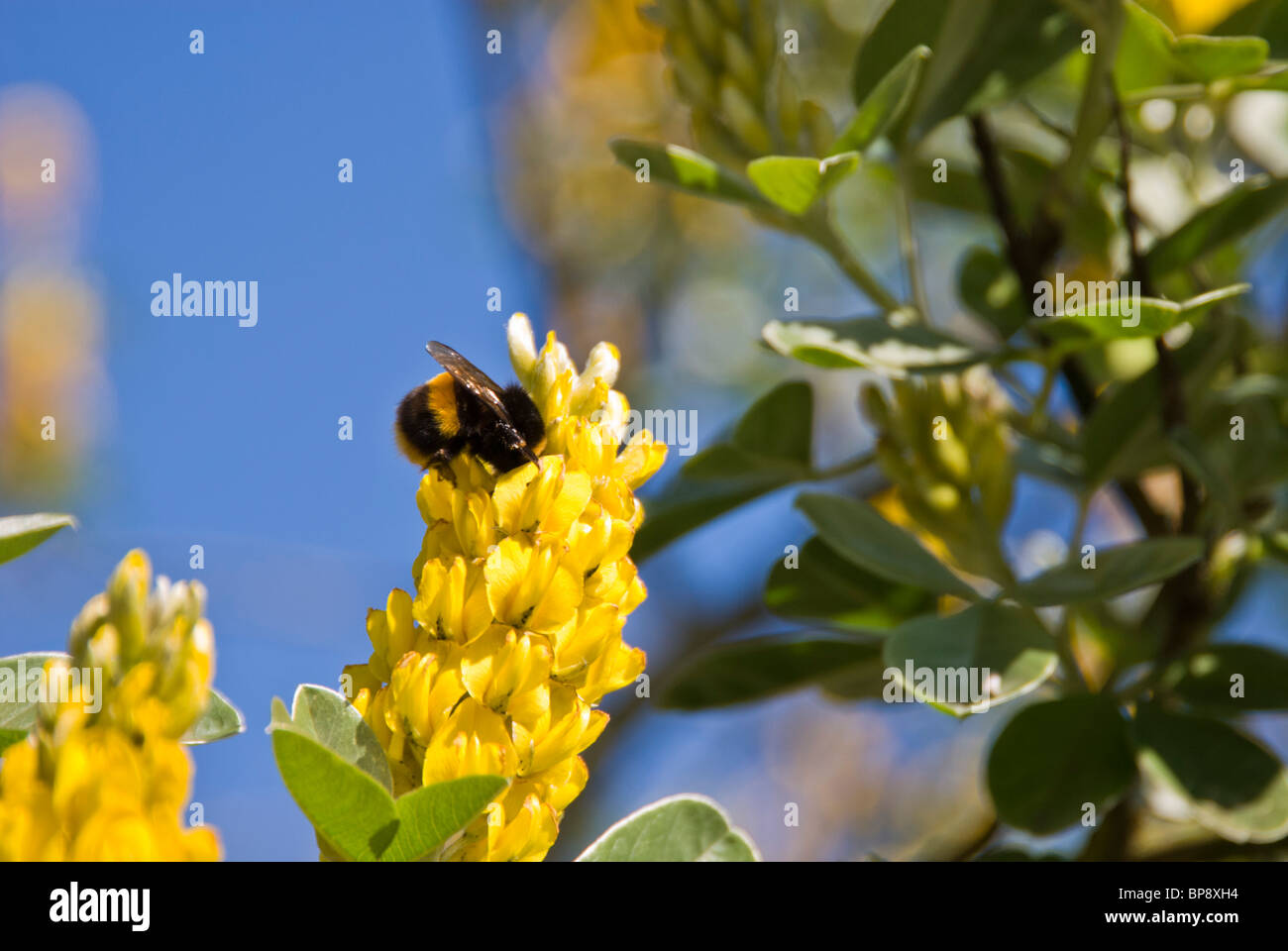 Bee collecting pollen Stock Photo - Alamy
