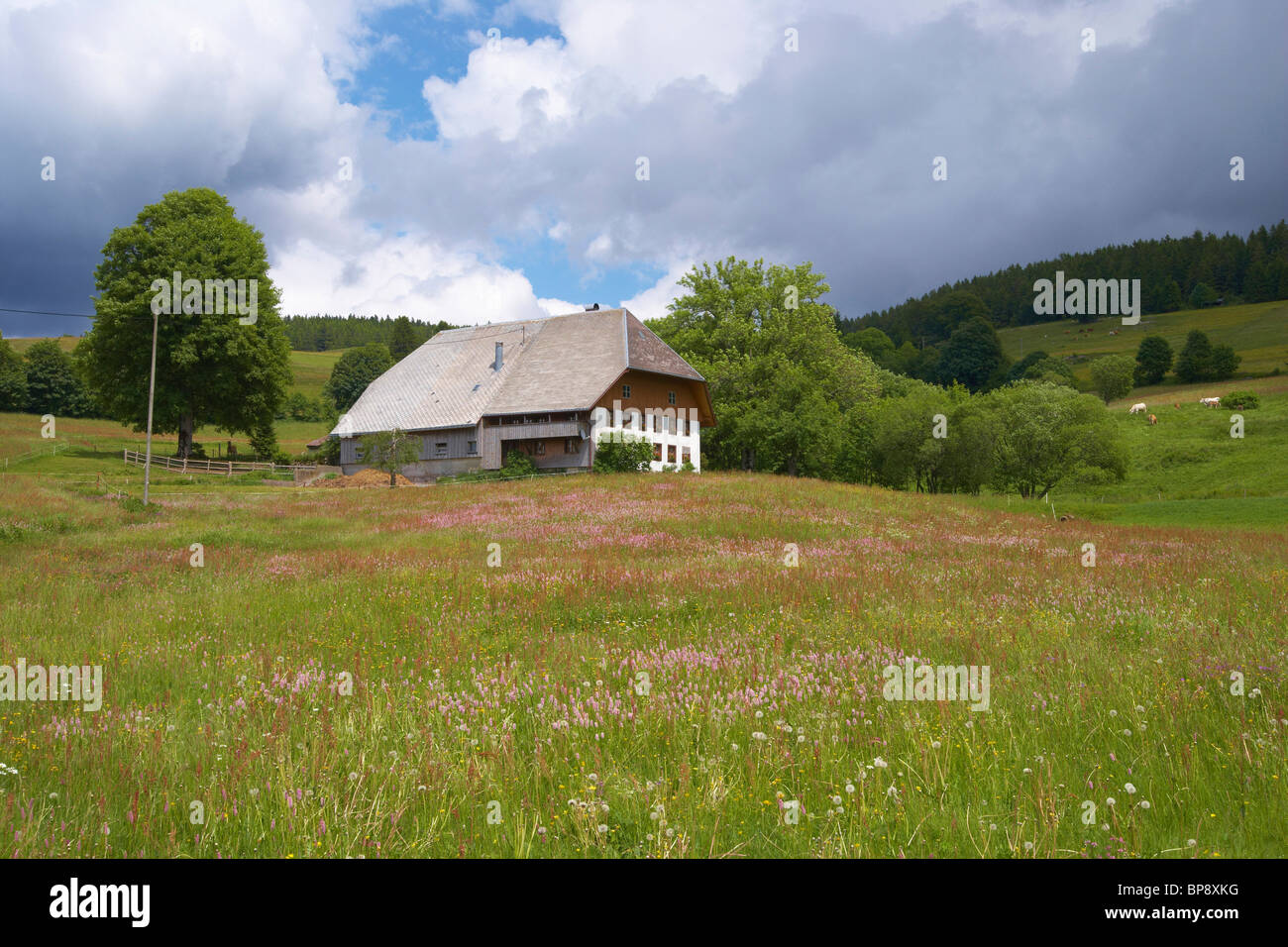 Summer day at Ibach, Black Forest, Baden-Wuerttemberg, Germany, Europe ...