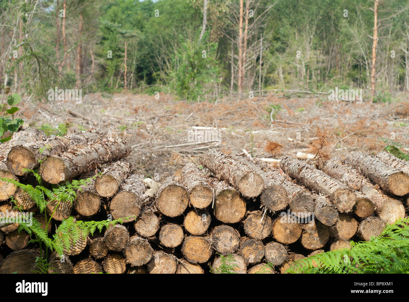 Logging in forest hi-res stock photography and images - Alamy