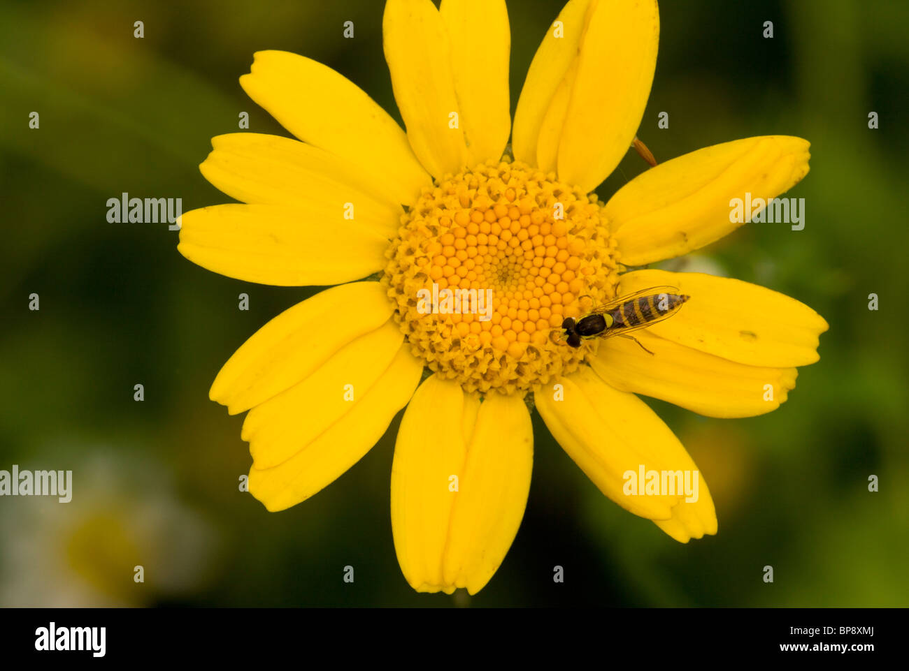 A common hoverfly, Sphaerophoria scripta; male on corn marigold flower ...