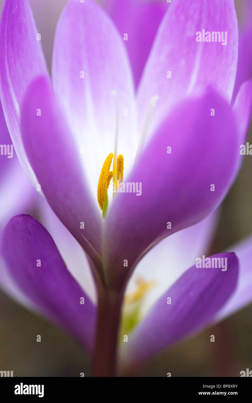 COLCHICUM SPECIOSUM ATRORUBENS AUTUMN CROCUS Stock Photo - Alamy