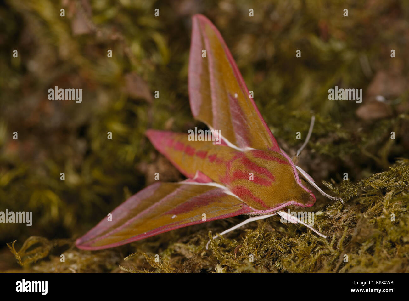 Elephant hawkmoth deilephila elpenor hi-res stock photography and ...