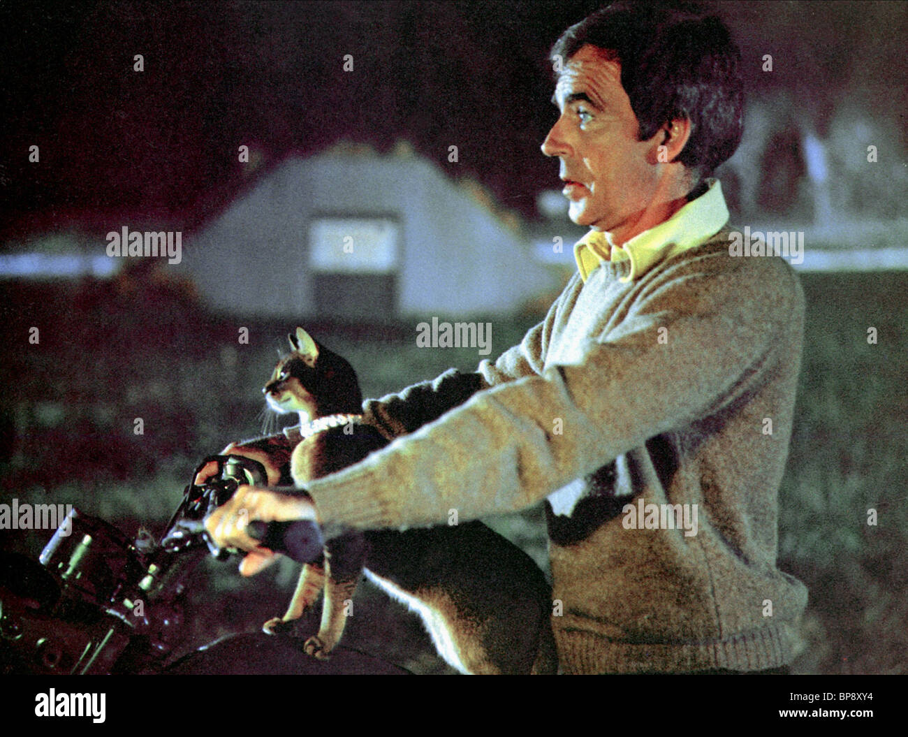 Jake The Cat High Resolution Stock Photography and Images - Alamy