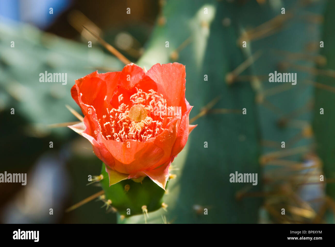 Prickly Pear Cactus plant Stock Photo - Alamy
