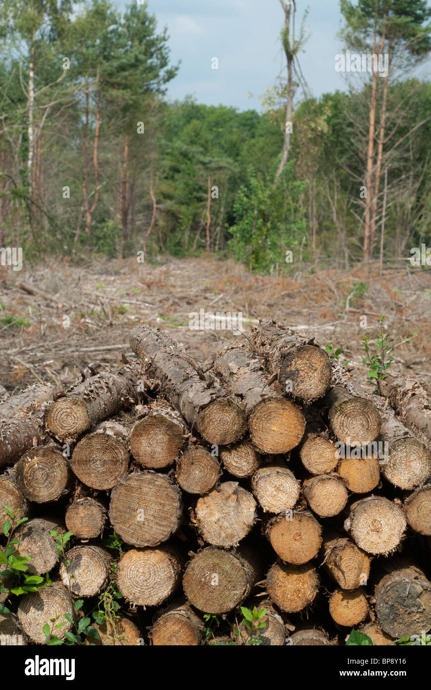 Logging in forests hi-res stock photography and images - Alamy