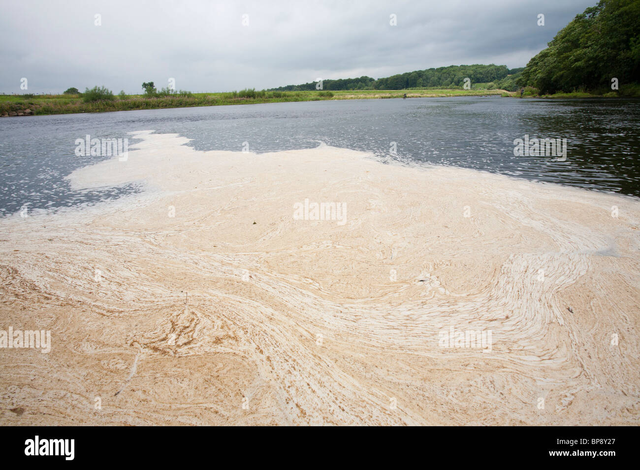Scum floating on the River Ribble near Clitheroe, Lancashire, UK Stock ...