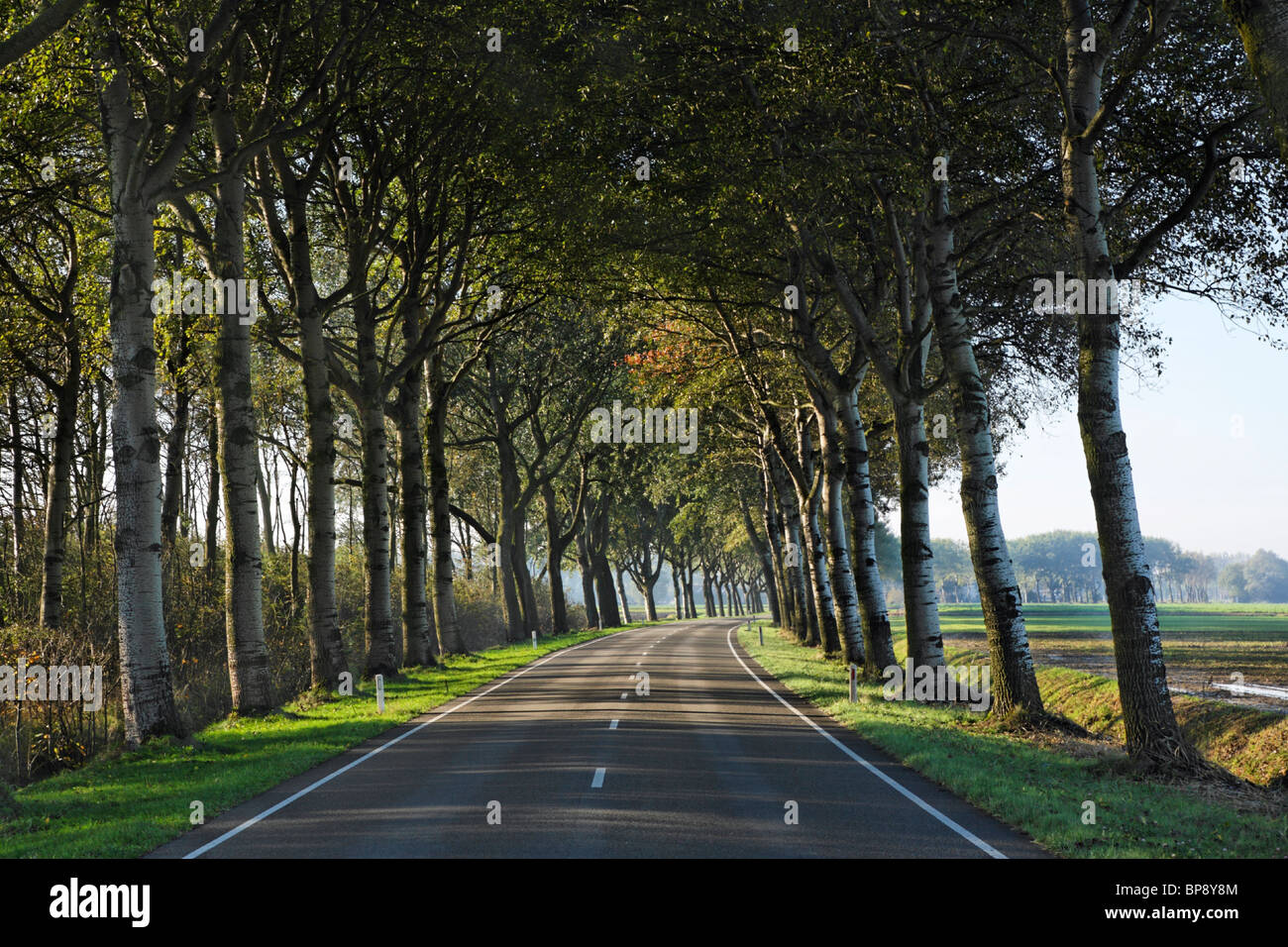 A Tree-Lined Road Stock Photo - Alamy