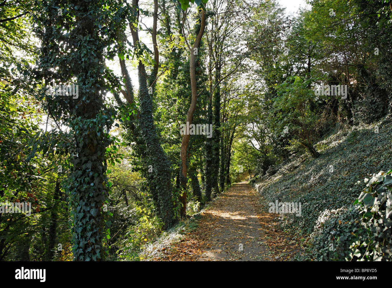 Straight Footpath Through Forest, Liege, Belgium Stock Photo - Alamy