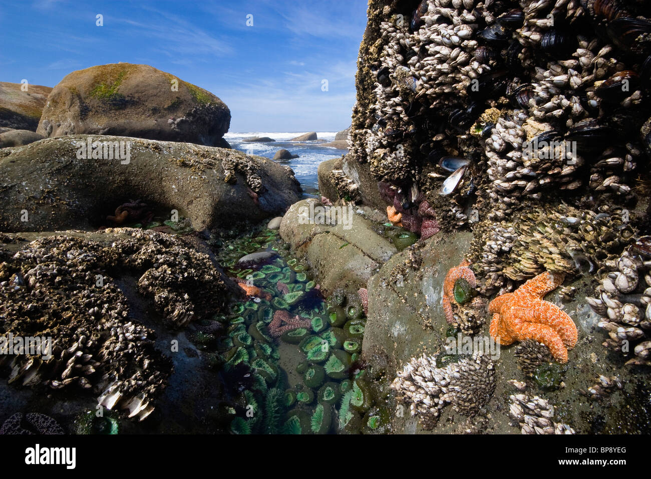 tide pools with sea stars and sea anemones, Pacific Coast, Olympic ...