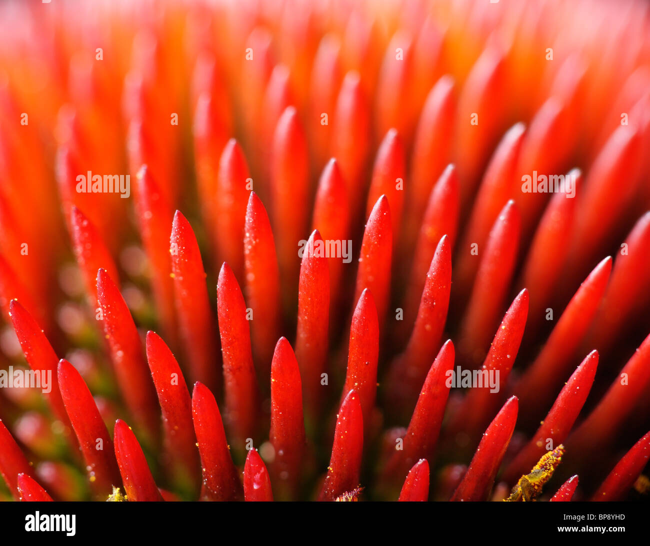 Echinacea purpurea (Eastern purple coneflower or Purple coneflower ...
