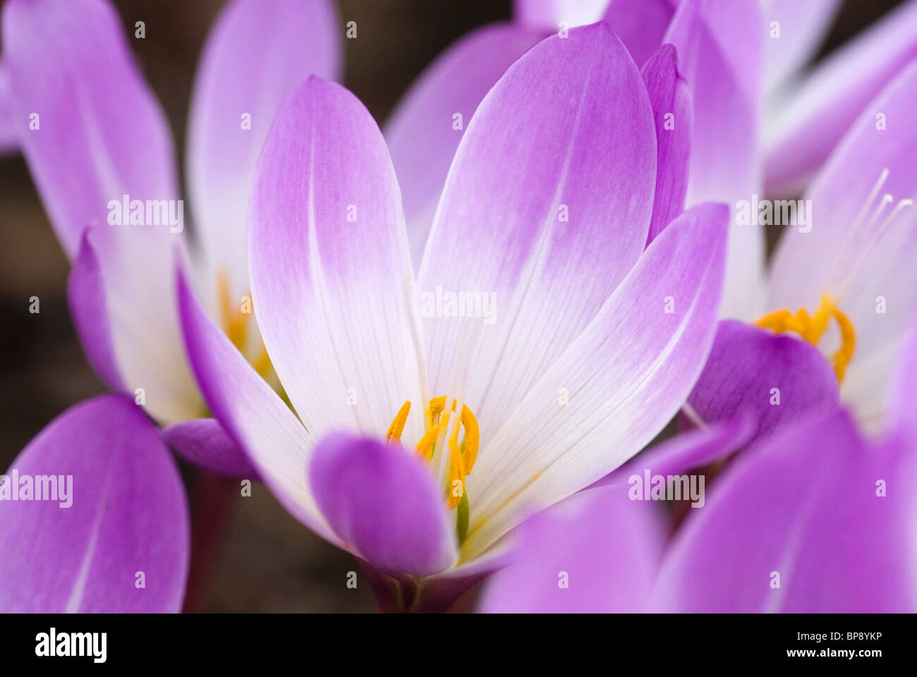 COLCHICUM SPECIOSUM ATRORUBENS AUTUMN CROCUS Stock Photo - Alamy