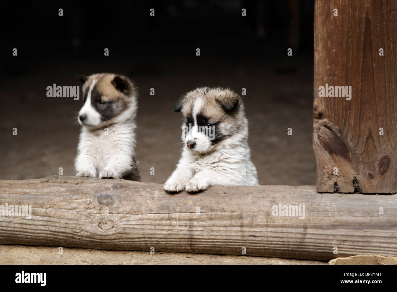 Dogs in a barn hi-res stock photography and images - Alamy