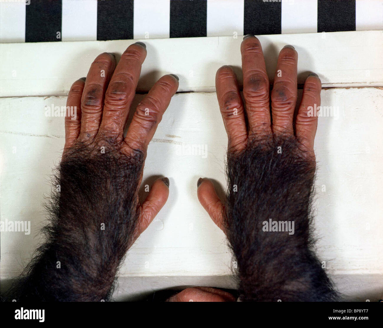 Planet Apes 1968 High Resolution Stock Photography and Images - Alamy