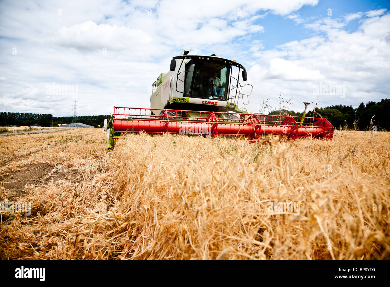 combining peas with a Claas Montana 570 Combine. These peas are first ...