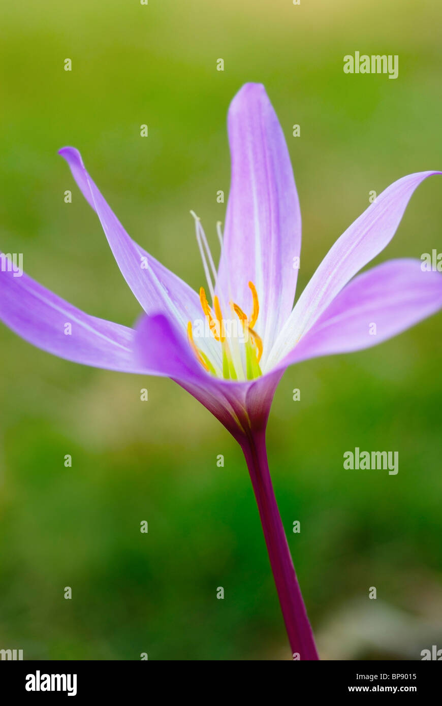 COLCHICUM SPECIOSUM ATRORUBENS AUTUMN CROCUS Stock Photo - Alamy