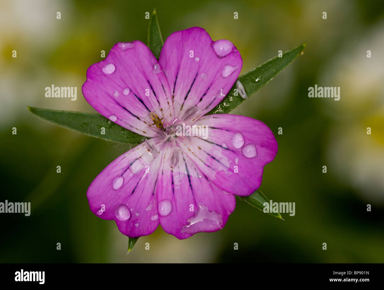Corn Cockle flower, with mirid flower bug. after rain. Dorset Stock ...