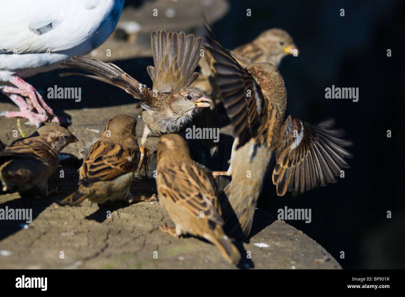 Quite often birds quarrel among themselves and arrange fights Stock ...