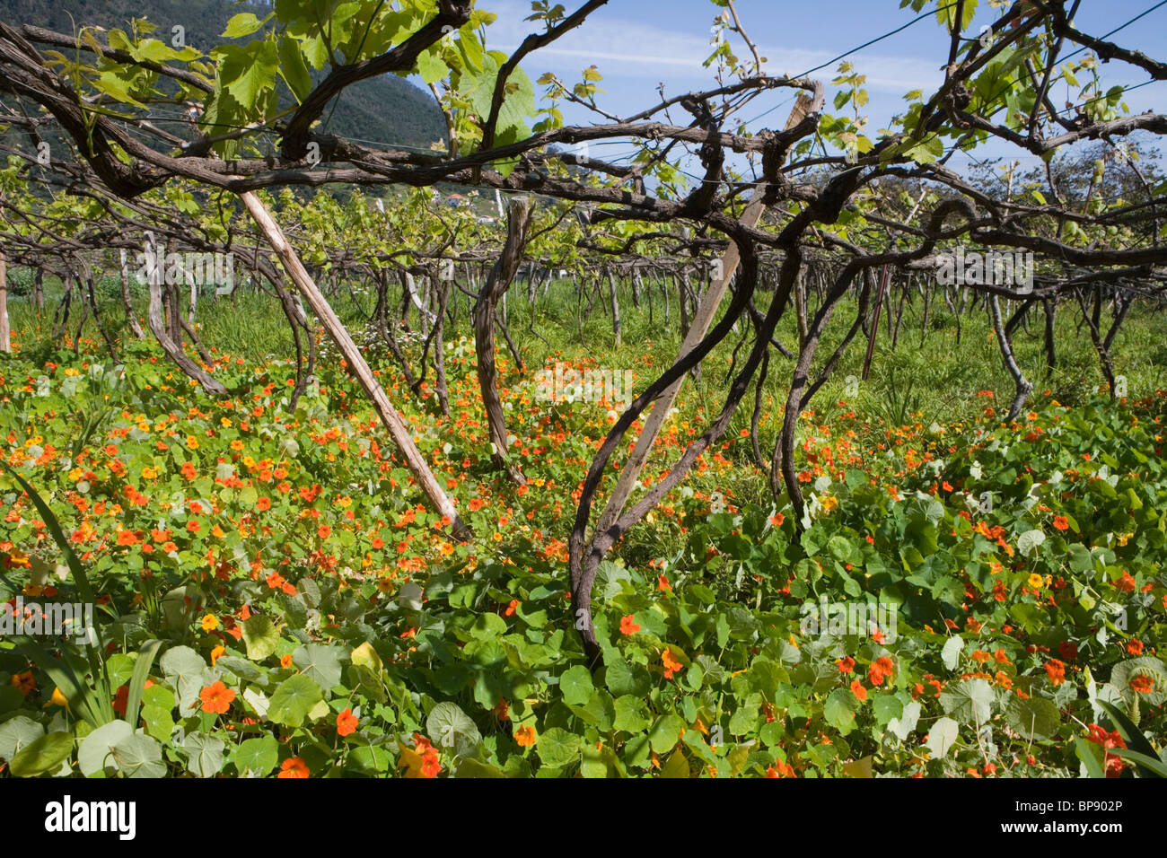 Nasturtium Field in Vineyard, Cruzinhas, Madeira, Portugal Stock Photo ...