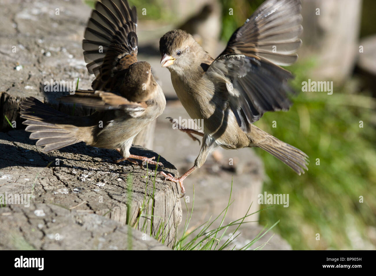 Conflict among birds hi-res stock photography and images - Alamy