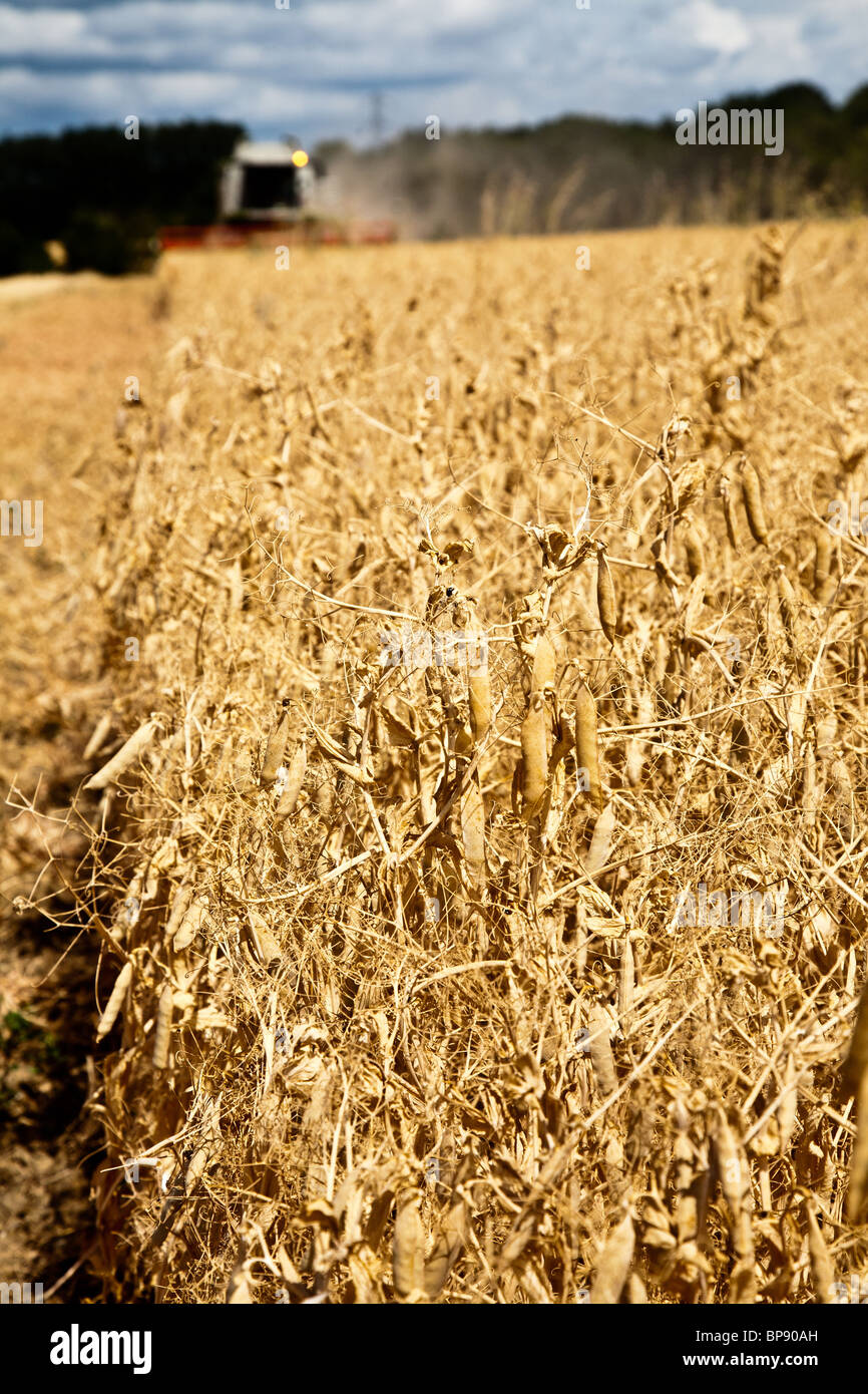 Field of peas uk hi-res stock photography and images - Alamy