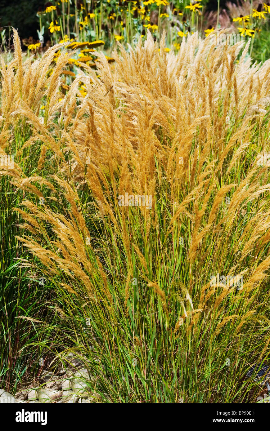 STIPA CALAMAGROSTIS PHEASANT GRASS Stock Photo - Alamy