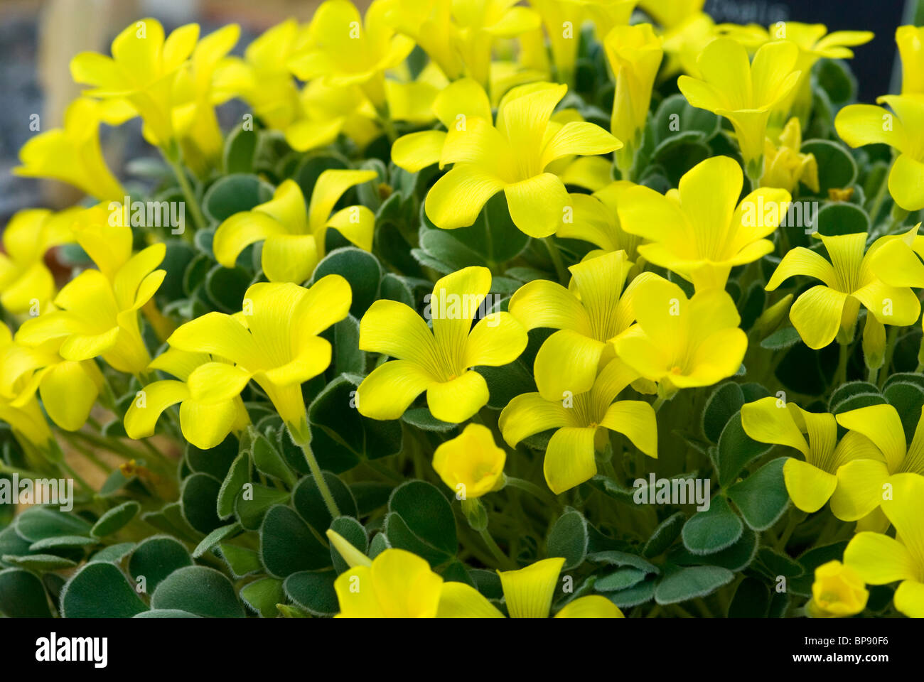 Purpurea ken aslet hi-res stock photography and images - Alamy